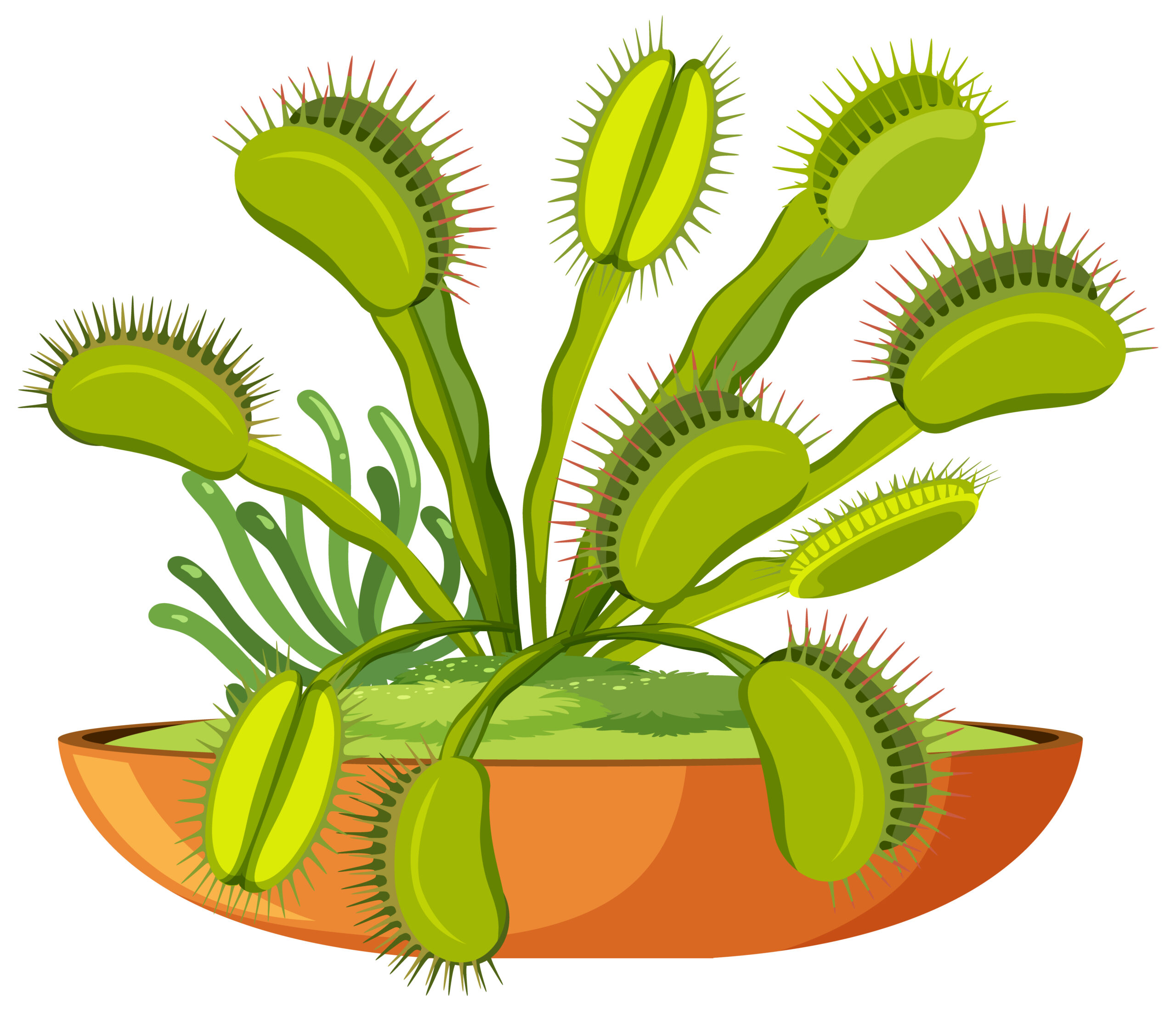 Hareket Eden Bitkiler: Çocuklar İçin Bilgiler - ArfBot Blog